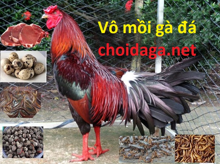 Thức ăn gà đá cựa sắt sung mãn hiệu quả