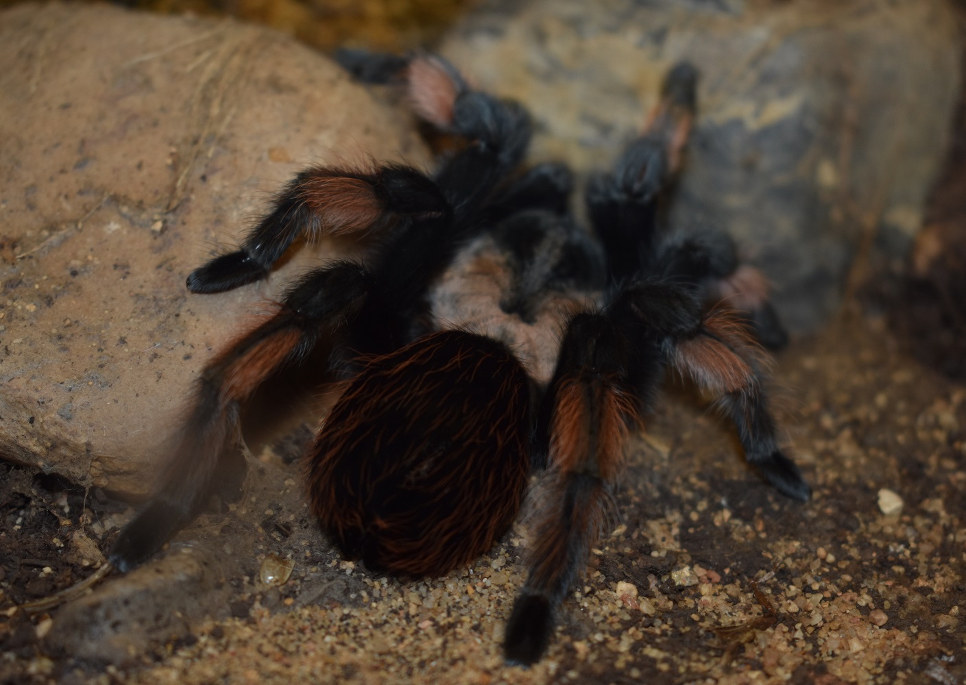 ZOOTOGRAFIANDO (6.100 ANIMALS): TARÁNTULA MEXICANA DE PATAS ROJAS ...