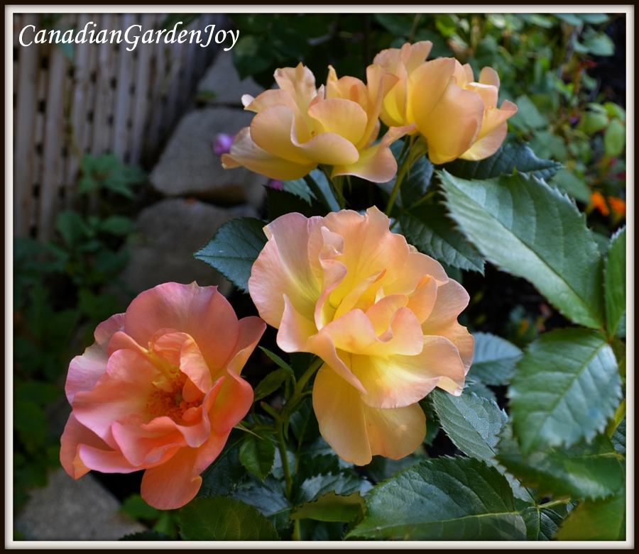 CanadianGardenJoy: Roses and running colours ....
