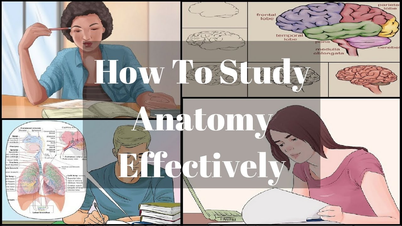 TIPS FOR STUDYING ANATOMY MORE EFFECTIVELY - Medical Yukti