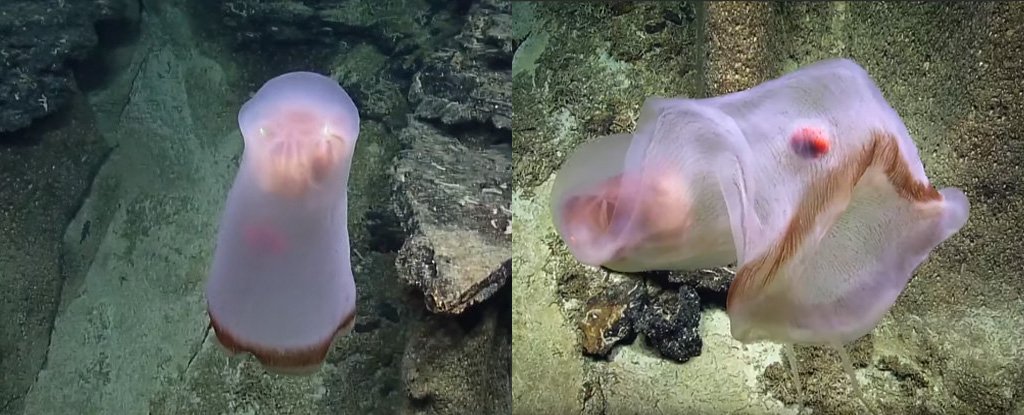 Ghostly Deep-Sea Creature Morphs on Video as Scientists Have a Cute ...