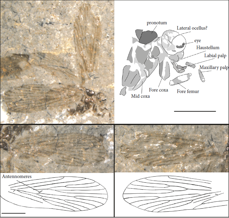 Sciency Thoughts: Austaulius haustrum: A new species of Necrotaulid ...
