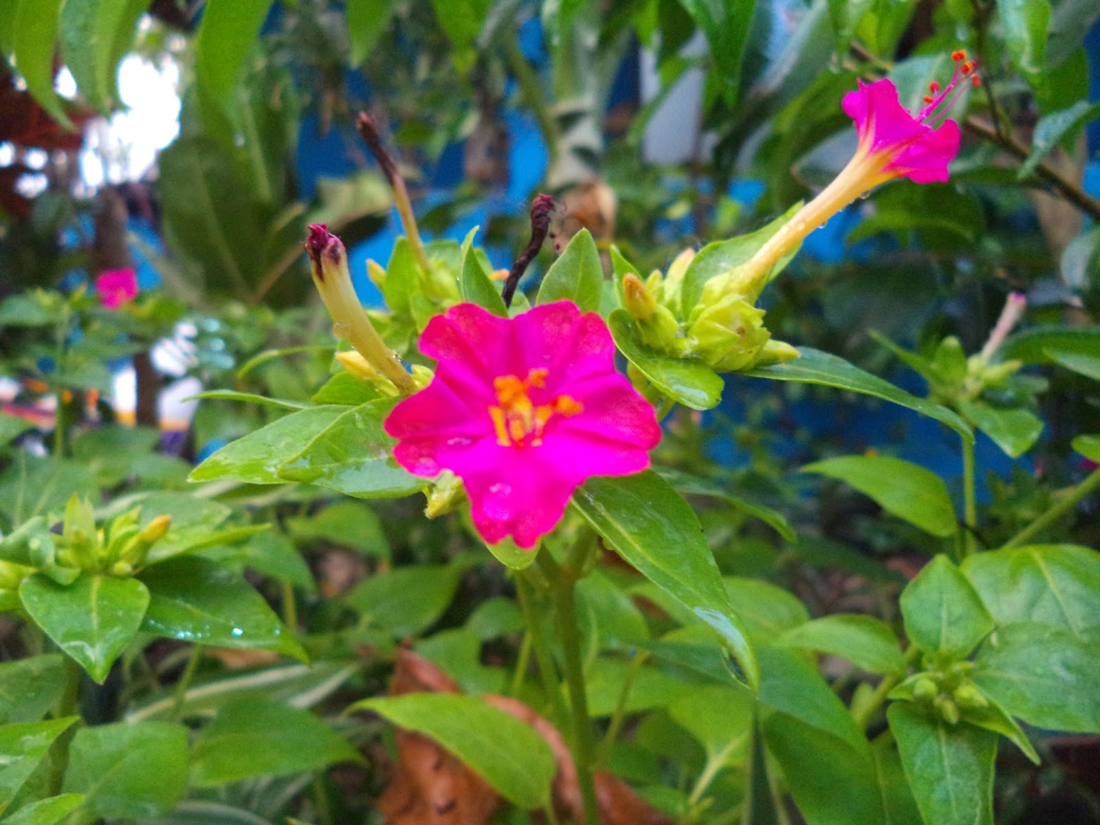 Sebuah Kumpulan Foto