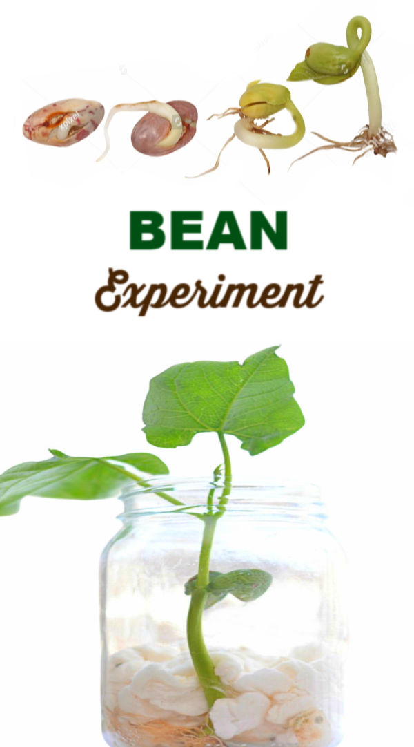 Bean Experiment for Kids