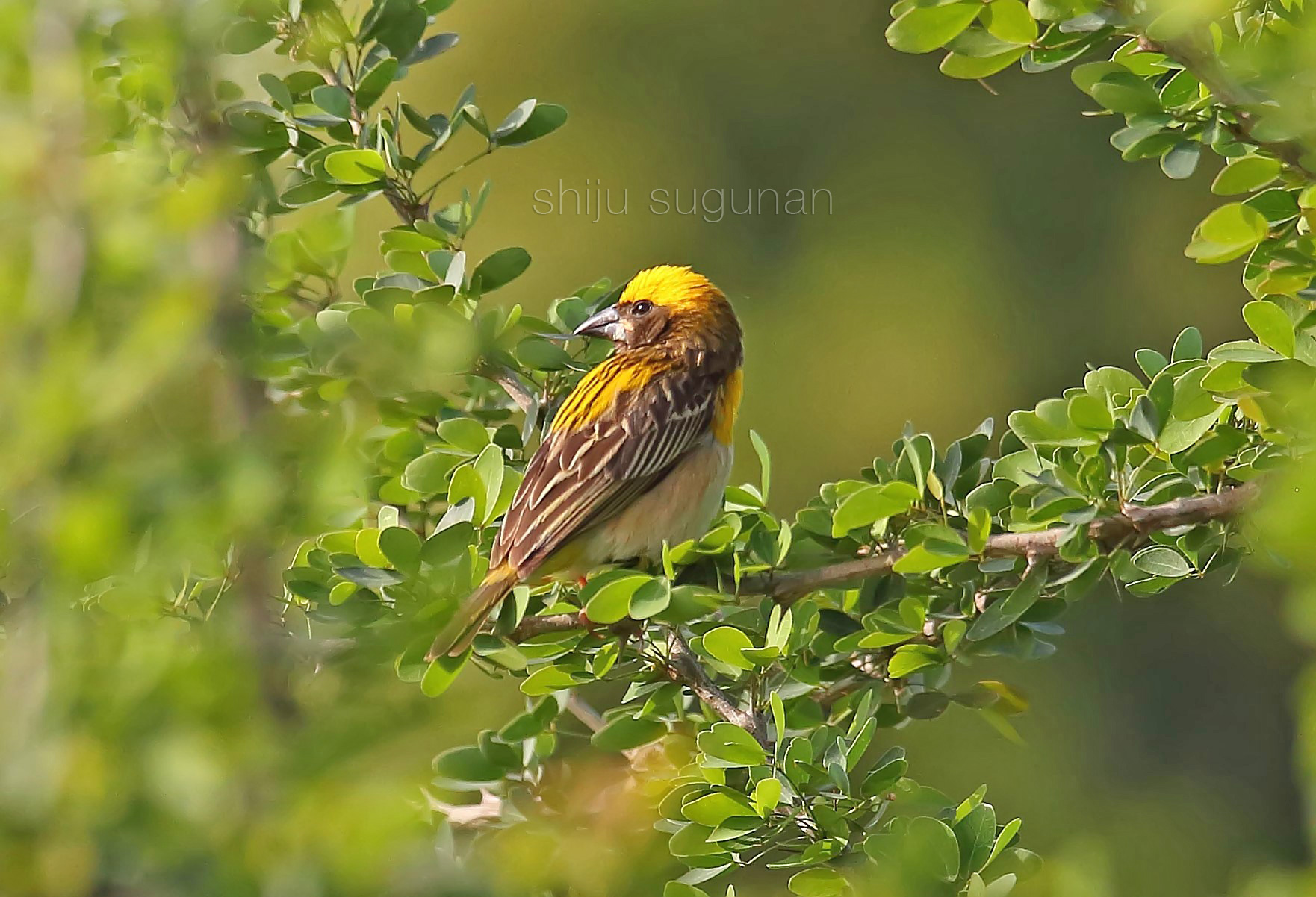 Cranium Bolts: Birding resumes after lockdown