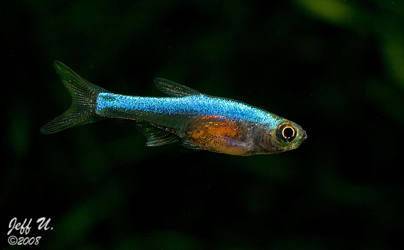 ZA FISH ACTION: Axelrod Rasbora (Sundadanio axelrodi ), Si Penguak Mini ...