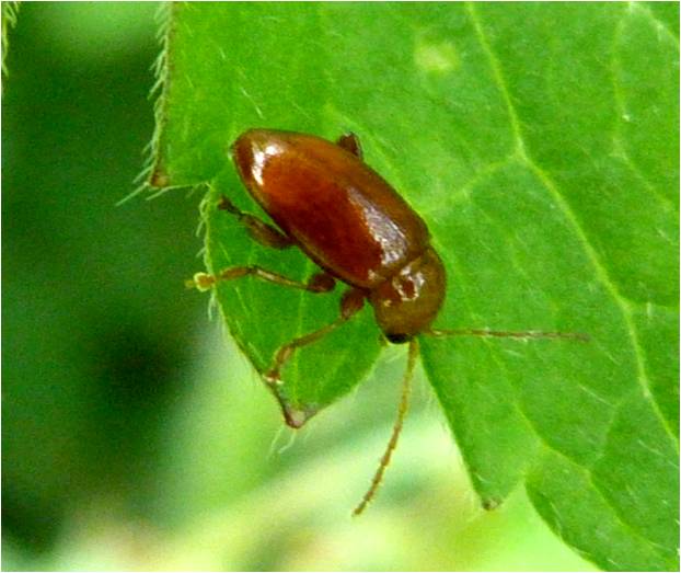 Insects of Scotland: Other Beetles