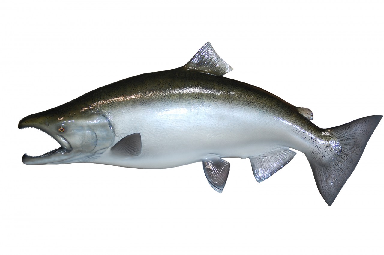 KITABU KWANZA: VYAKULA KUMI(1O) VIONGEZAVYO UWEZO WA AKILI