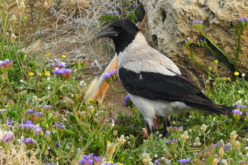 Outdoor Photography: Vogels van Cyprus