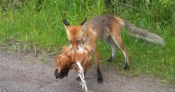 Rasa psów Polski : Szpice niemieckie z Europy