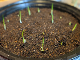 Red Yucca: Neither Red, Nor a Yucca