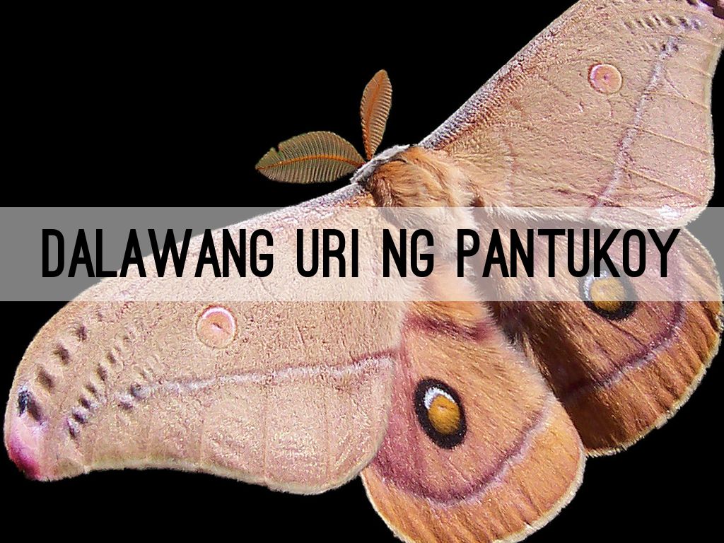 pantukoy - philippin news collections