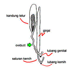 Sistem Reproduksi Ikan