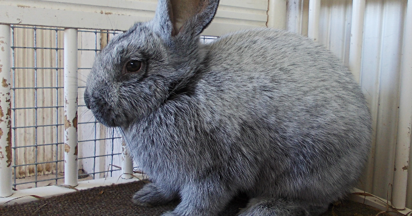 Udun kanila: Kanilan uudet, nuoret toivot