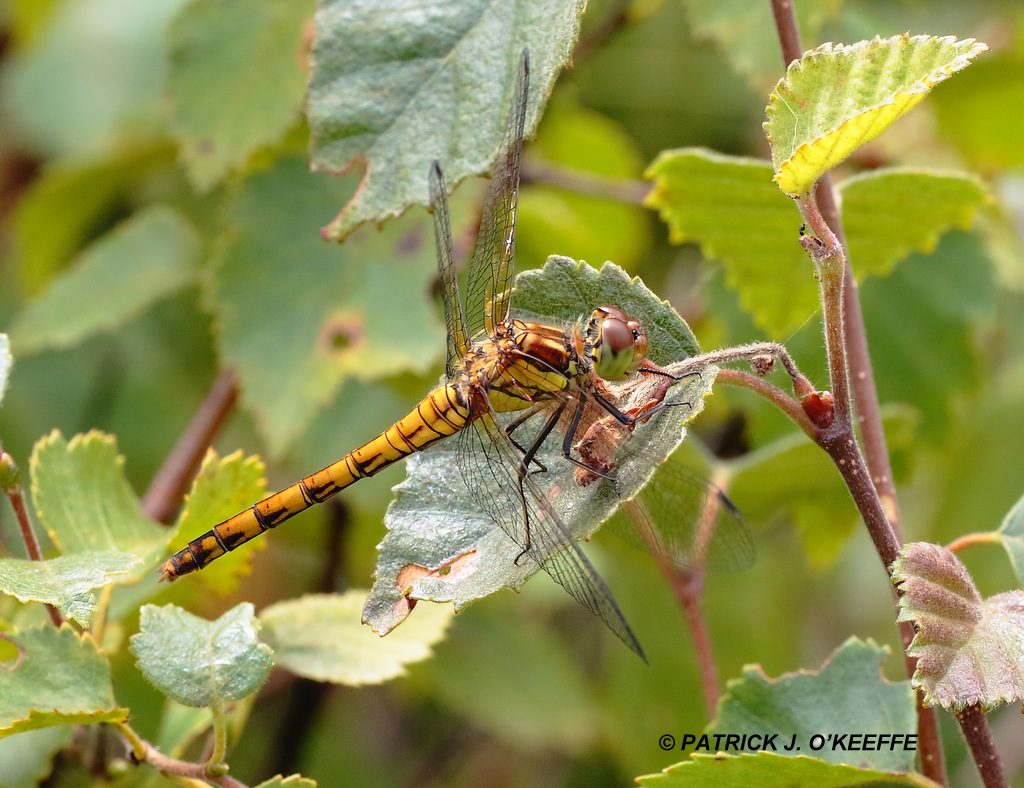 Raw Birds: COMMON DARTER DRAGONFLY (Sympetrum striolatum) [Female ...