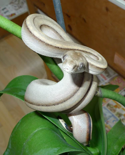 Specii de Serpi Rare - Sarpele Boa Argintiu | WORLD ANIMALS