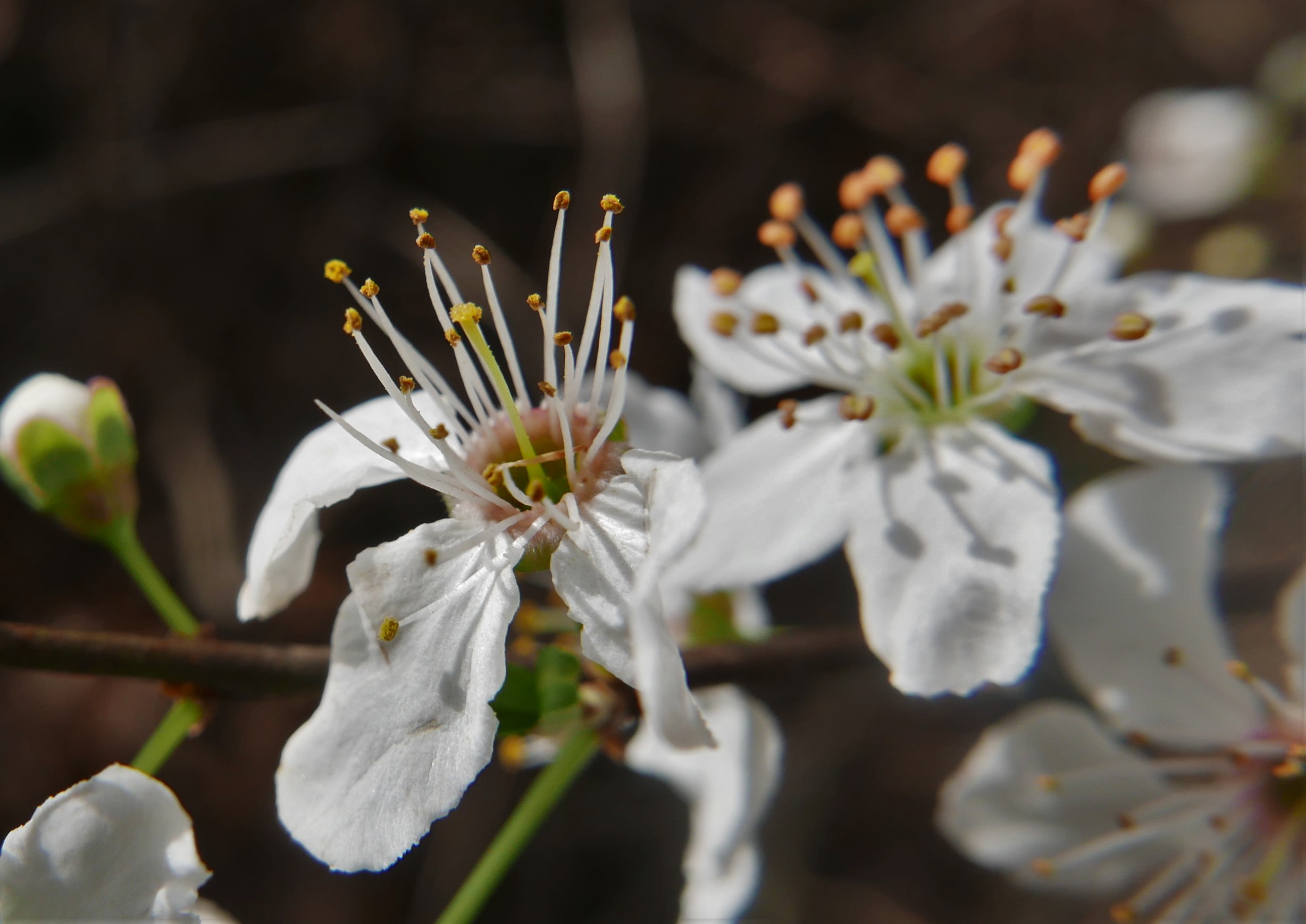 a lluc de cuc: Prunyoners en flor: Prunus insititia L.