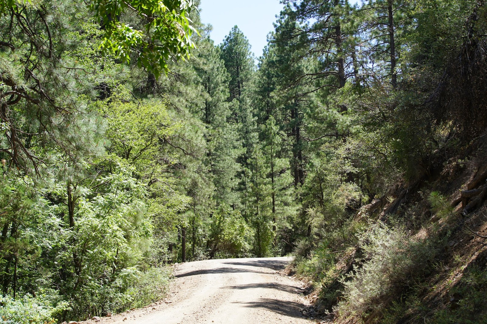 Tommy's Birds: Gila County Pinal Mountains