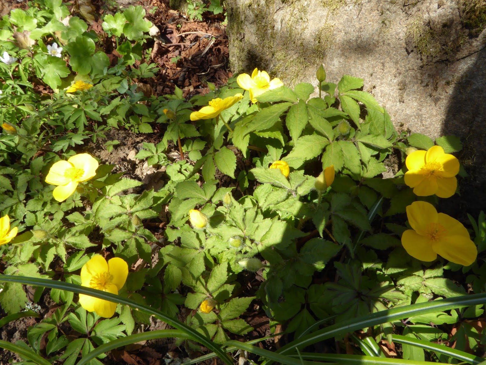 elämää luonnossa: Pihaltamme ja Susannen mustikka ja karhunmaja istutus.