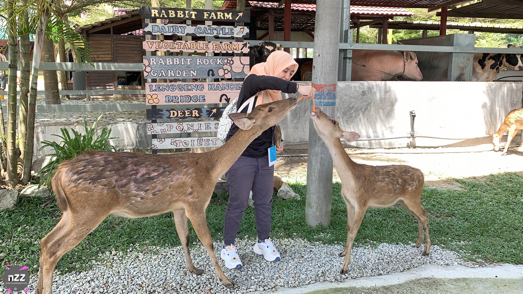 Mini Zoo: Rabbit Fun Land, Lenggeng, Negeri Sembilan