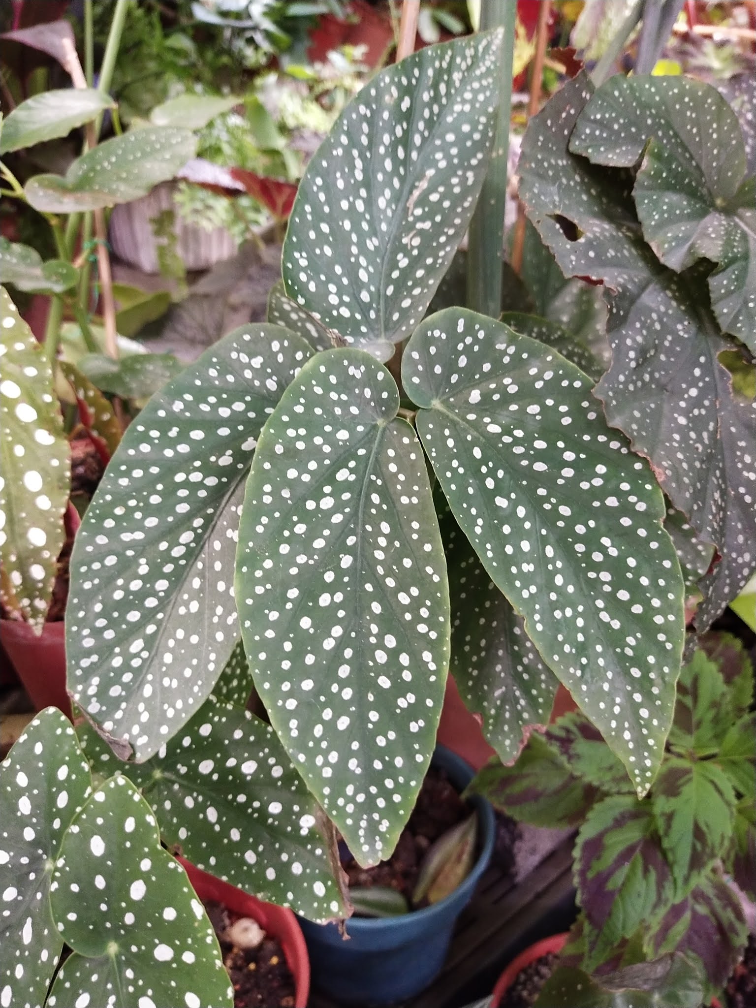 Garden Chronicles of James David: Cane Begonia 'Albo-picta' (Updated ...