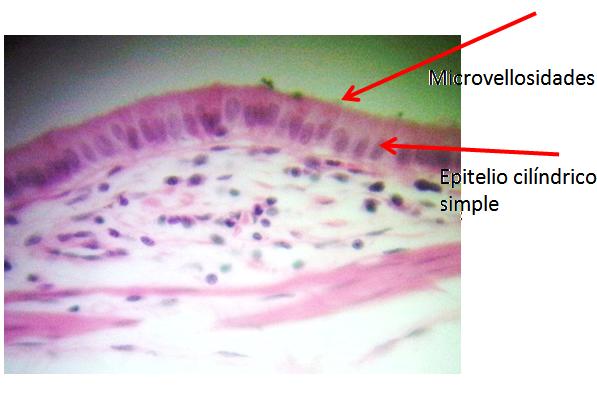 atlas de histología: TEJIDO EPITELIAL