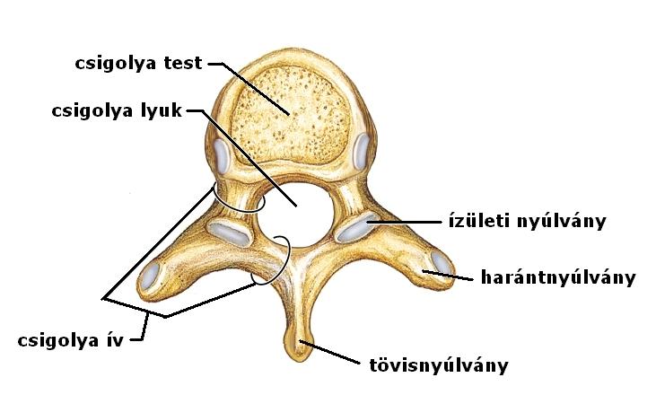 Mimi Fitness: Anatómia alapok 3. - A csontvázrendszer
