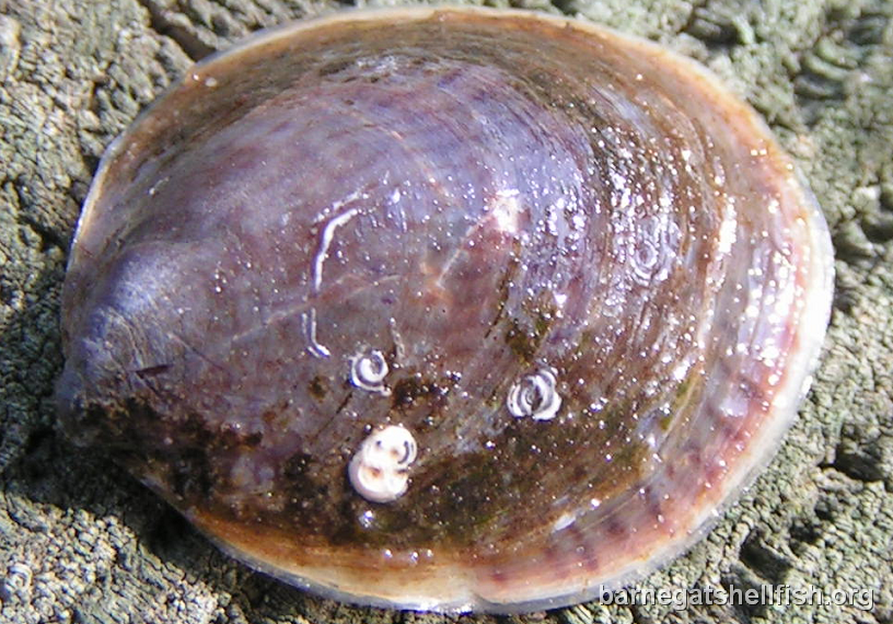 Mound House Happenings...: Creature Features