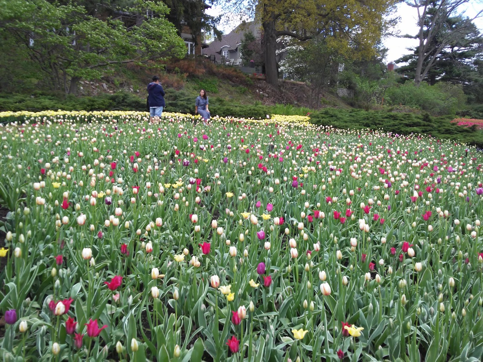 Ottawa Daily Photo: The Flow Of Tulip Beds