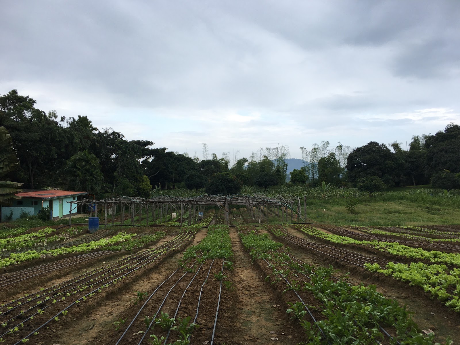 Nature's Presents : 🤳Adlawon Vacation Farm