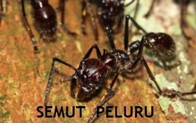 Anim Agro Technology: SEMUT - PELBAGAI CERITA