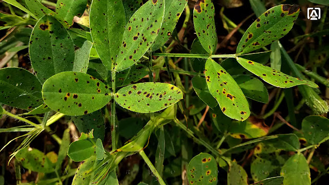 Symptoms of plant diseases ~ Plant diseases identification