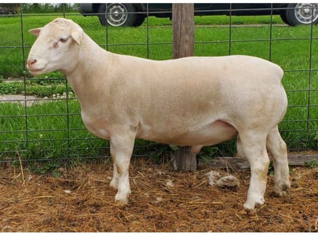 Confessions of a Crazed Cattlewoman: A Tale of Two Rams