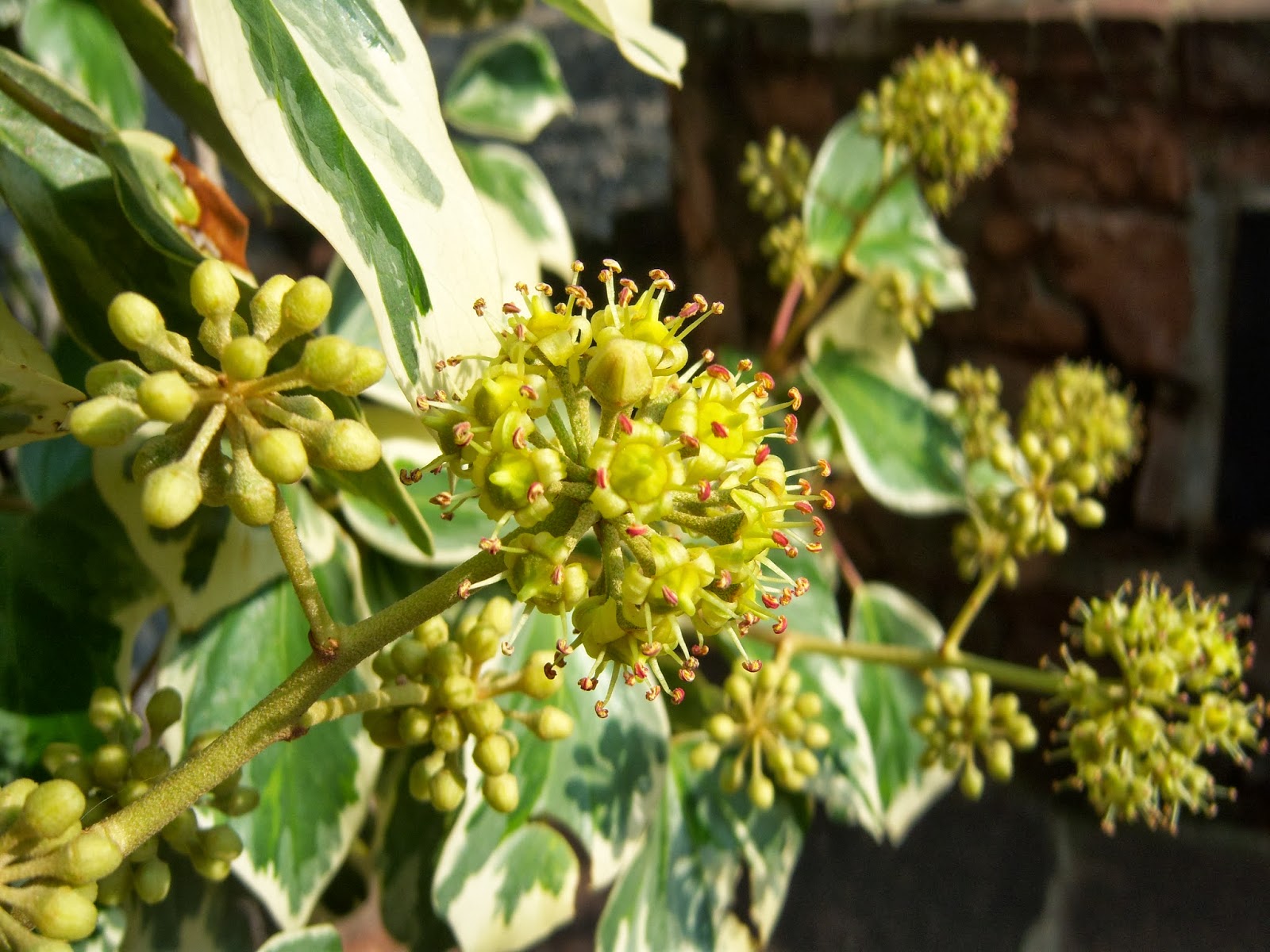 HIEDRA CANARIA en flor - BOTÀNIC SERRAT