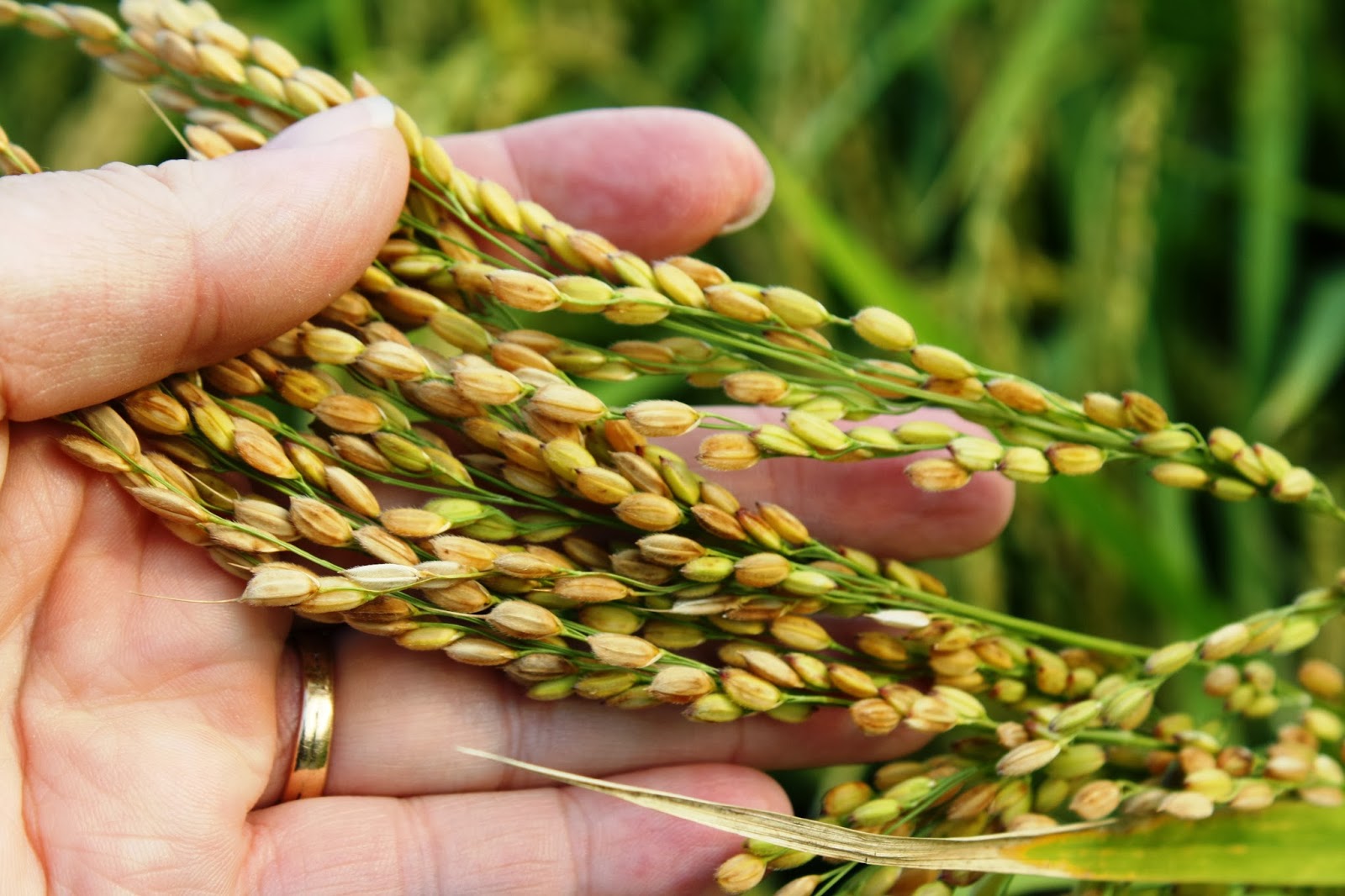 New Life: Korea Lantinga Family: Harvest Time: Rice and Radishes