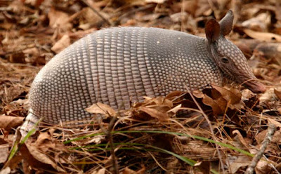 SABER CURIOSIDADES: 15 INFORMAÇÕES E CURIOSIDADES INTERESSANTES SOBRE ...