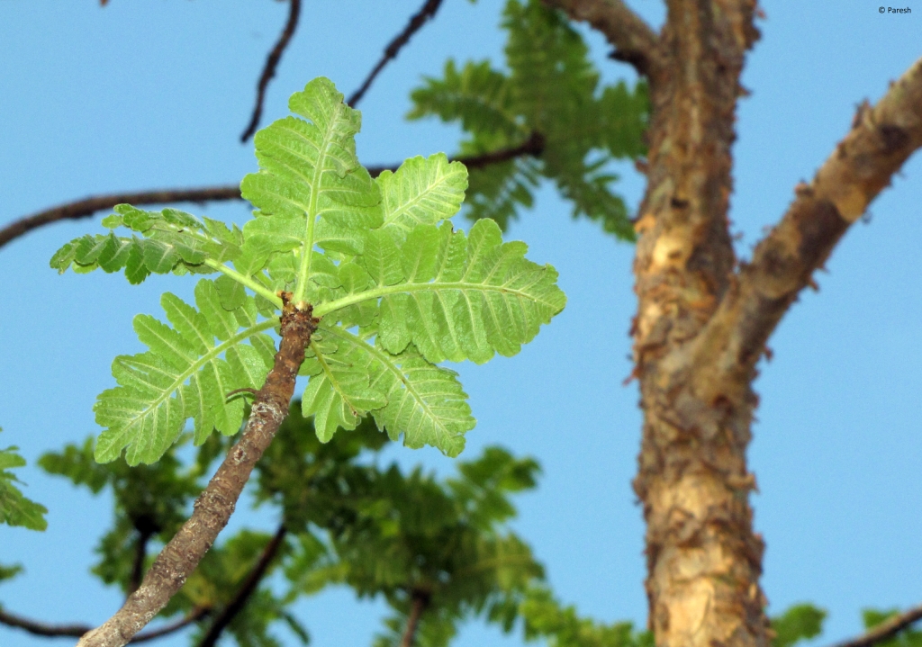 Gifting Trees...: The Indian Frankincense Tree