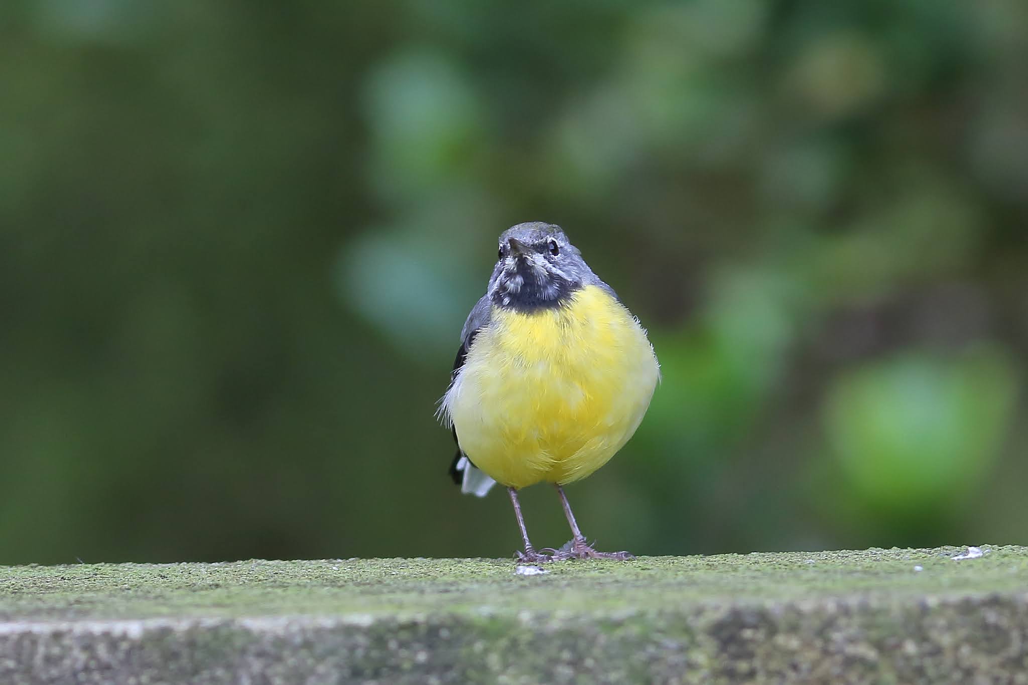 Viajes de pajareo, Spain birding trips: Pajareando por Azores. Birding ...