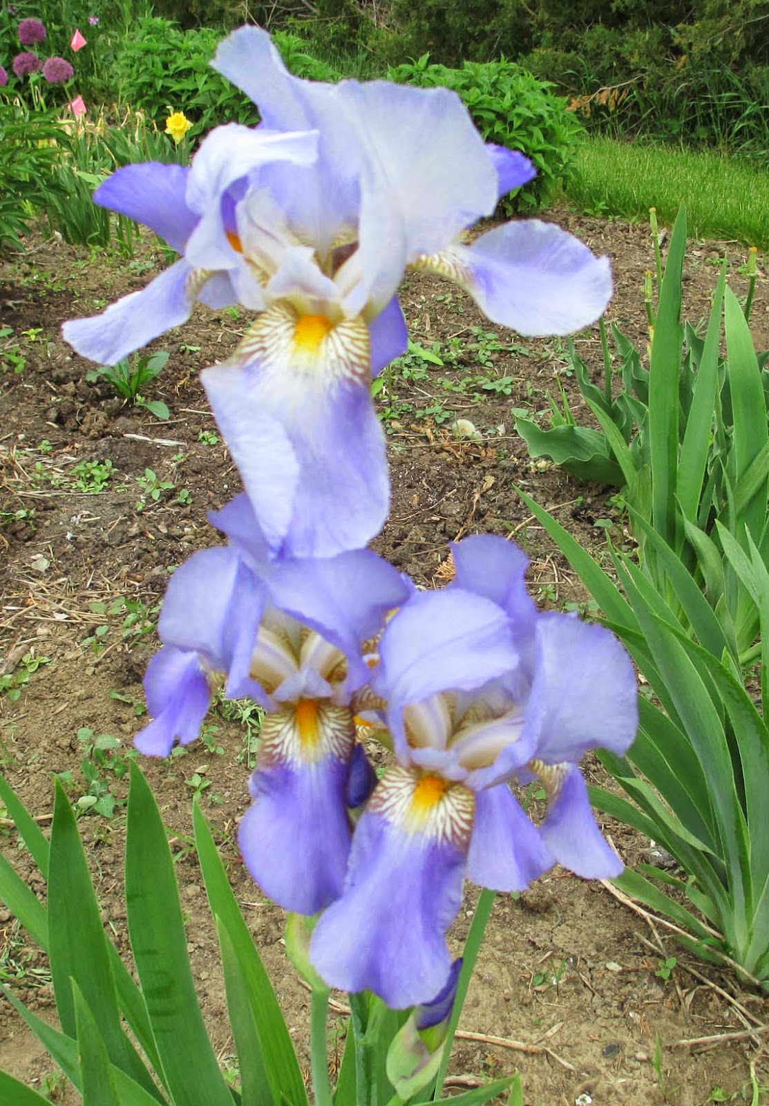 Garden Fancy: The Iris Moment
