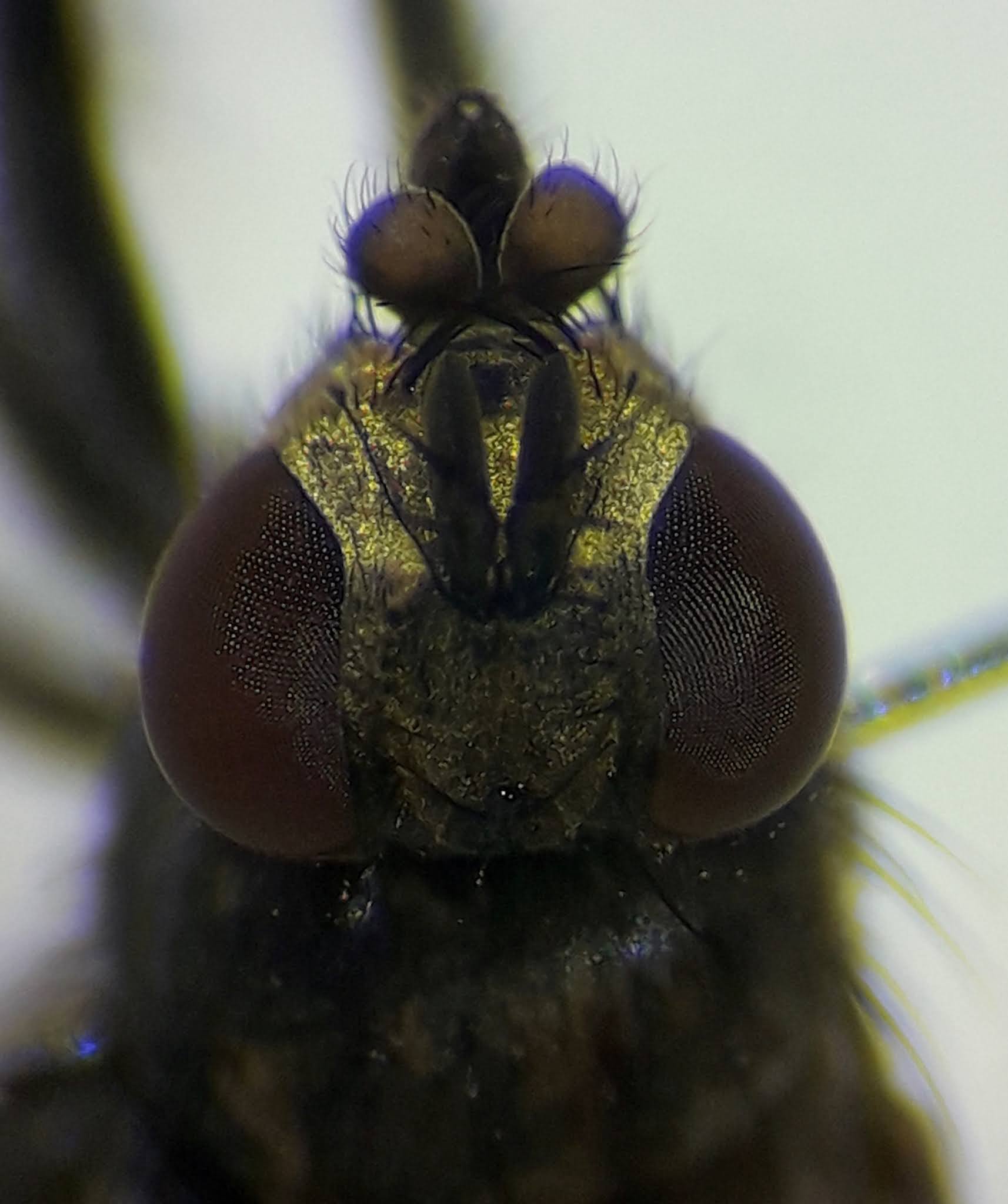 Flies of Fife: Lispe tentacula at Loch Gelly, 3.viii.20