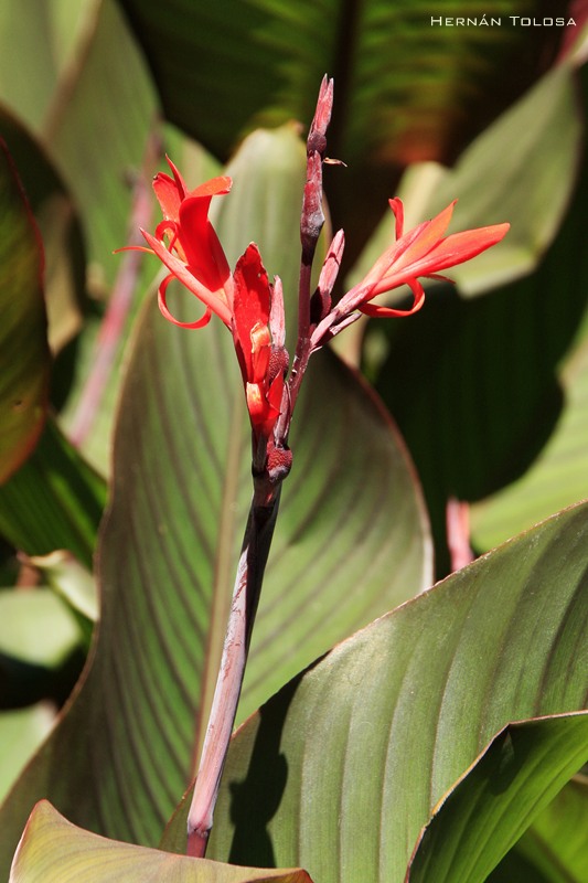 Flora Bonaerense: Achira colorada (Canna indica)