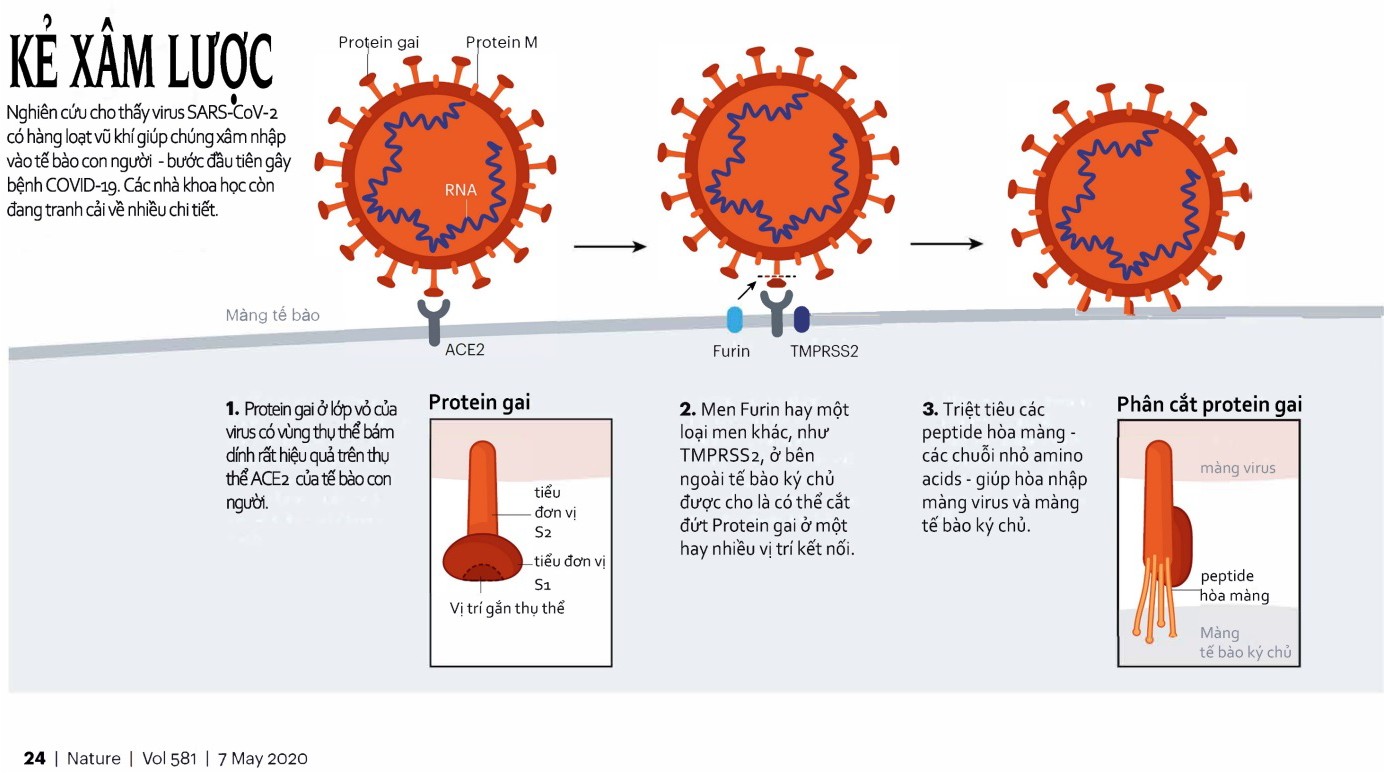 Đại Dịch Coronavirus 2020: từ cơ chế sinh học phân tử SARS- CoV-2 đến ...