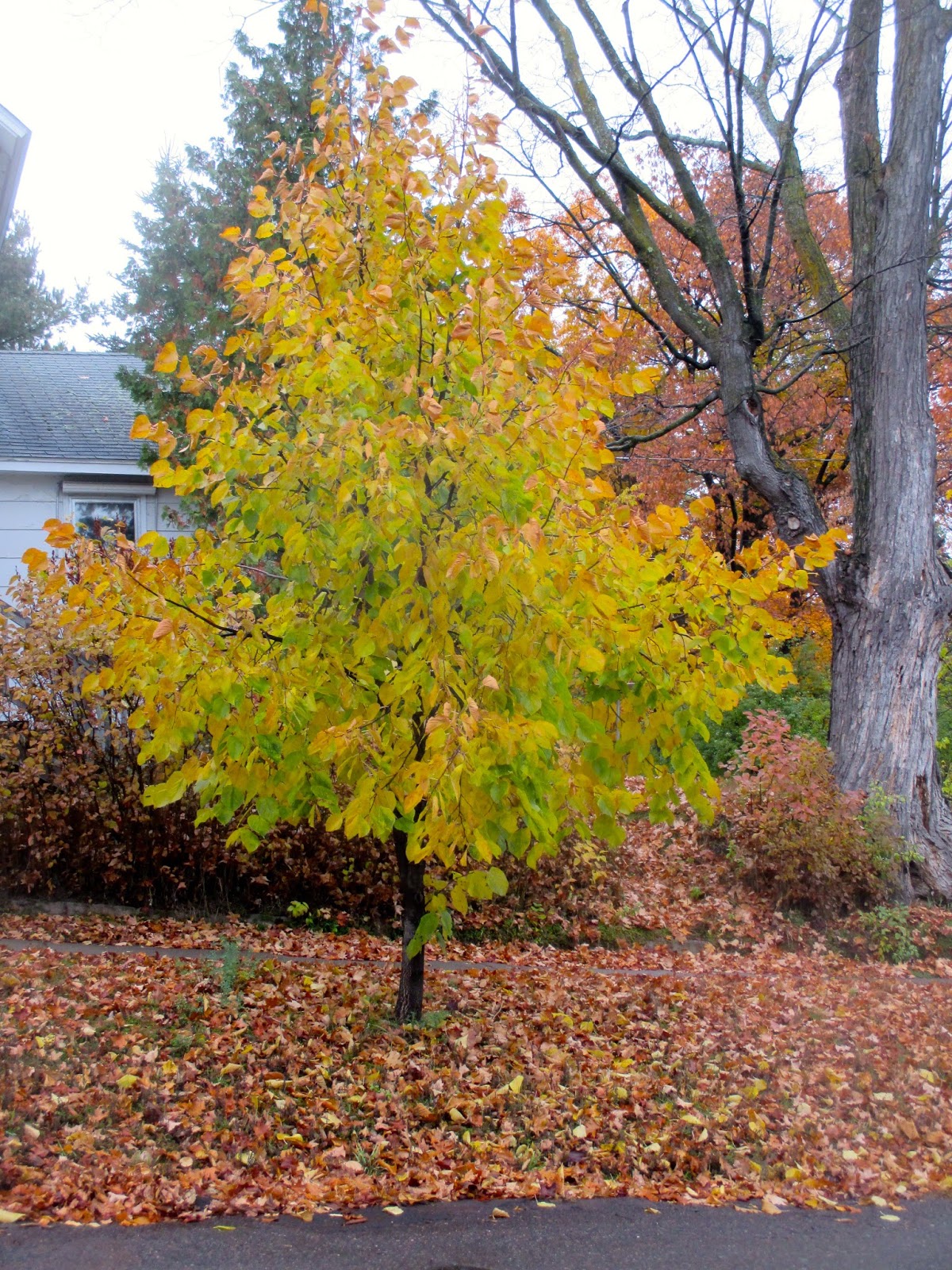 Art's Bayfield Almanac: RED OSIER DOGWOOD AND AMERICAN LINDEN