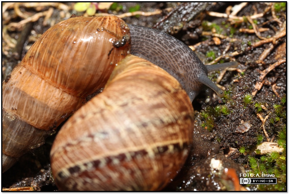 FAUNA AUXILIAR: FAMILIA SUBULINIDAE