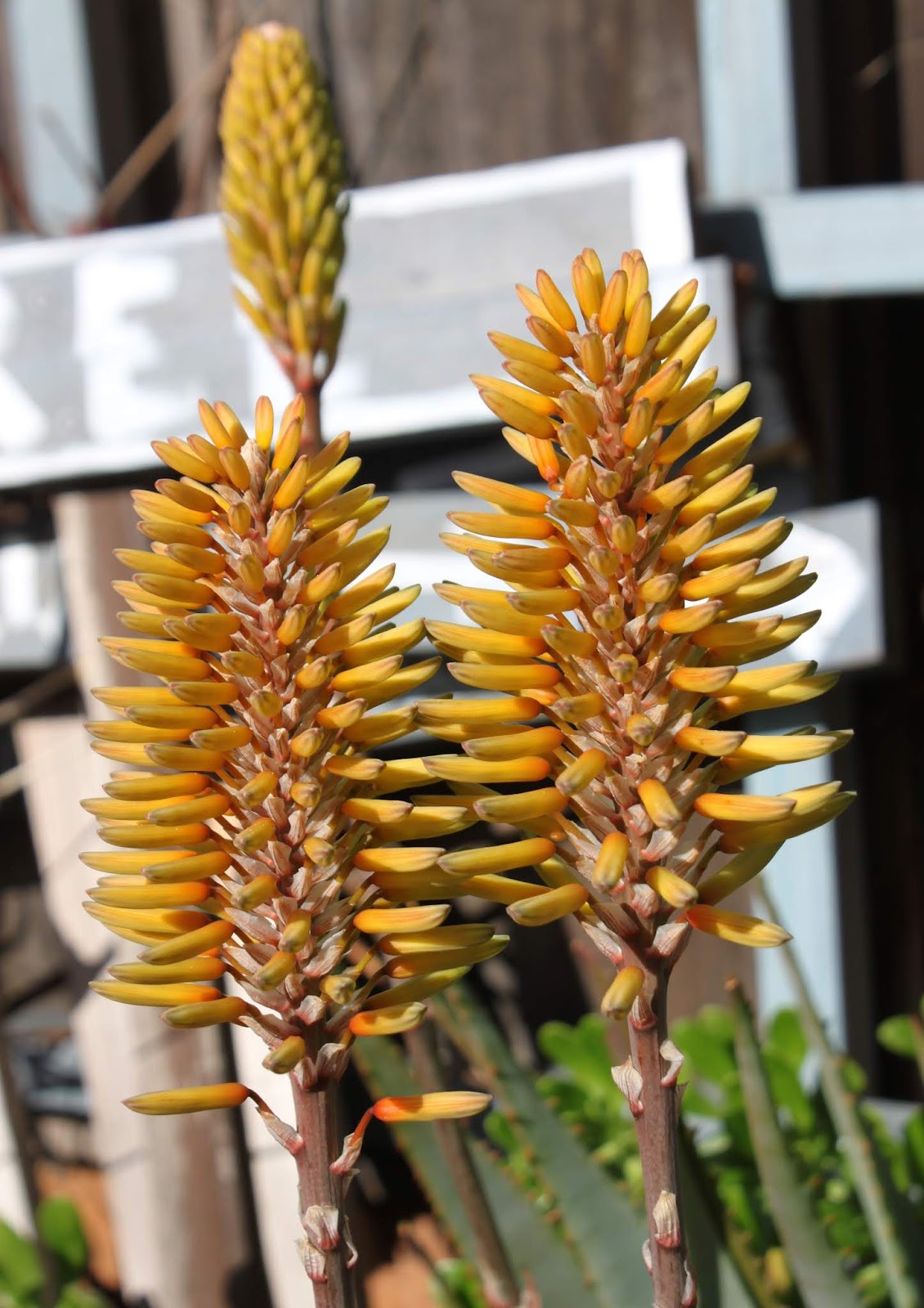 Emerging Fall Aloe Inflorescences