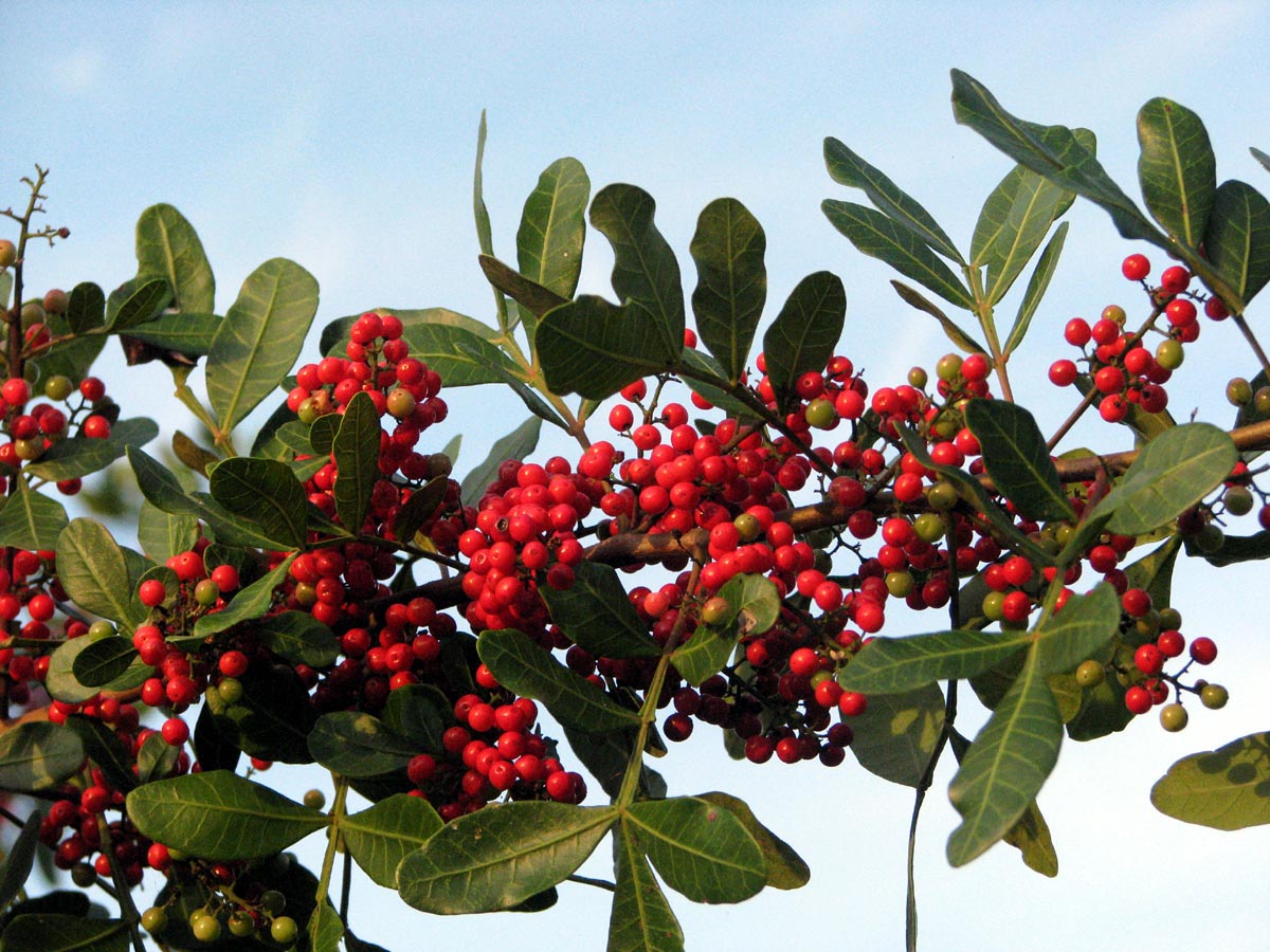 Plantas Medicinais: Aroeira-vermelha