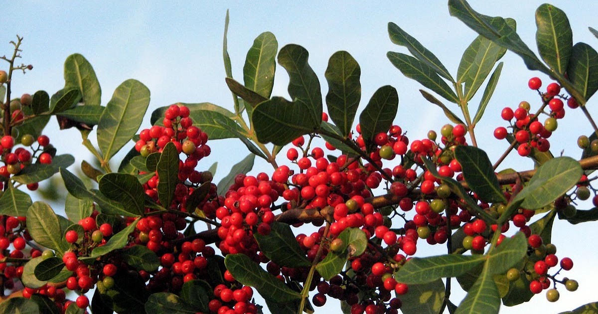 Plantas Medicinais: Aroeira-vermelha