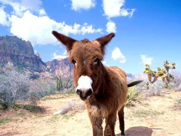 NEW ANIMALS: AU HASARD MI BURRO