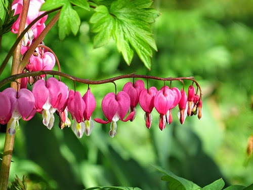 -neuer Gartentraum-: Erste Pfingst- (Oster-) Rose