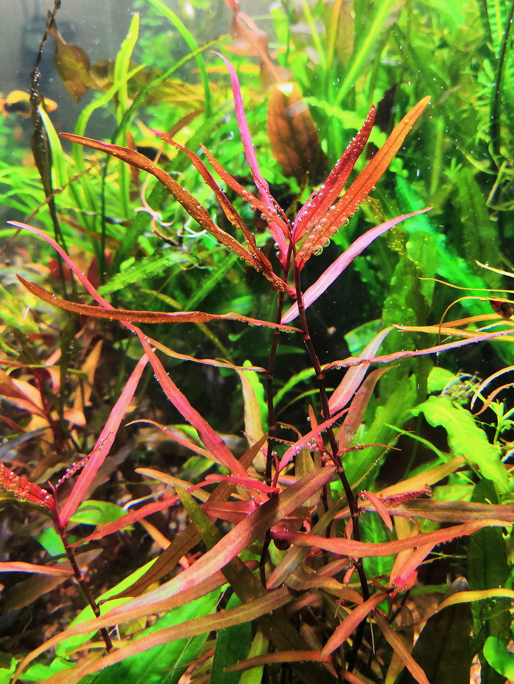 Московский растительный аквариум: Persicaria (Polygonum) sp."San Paulo"